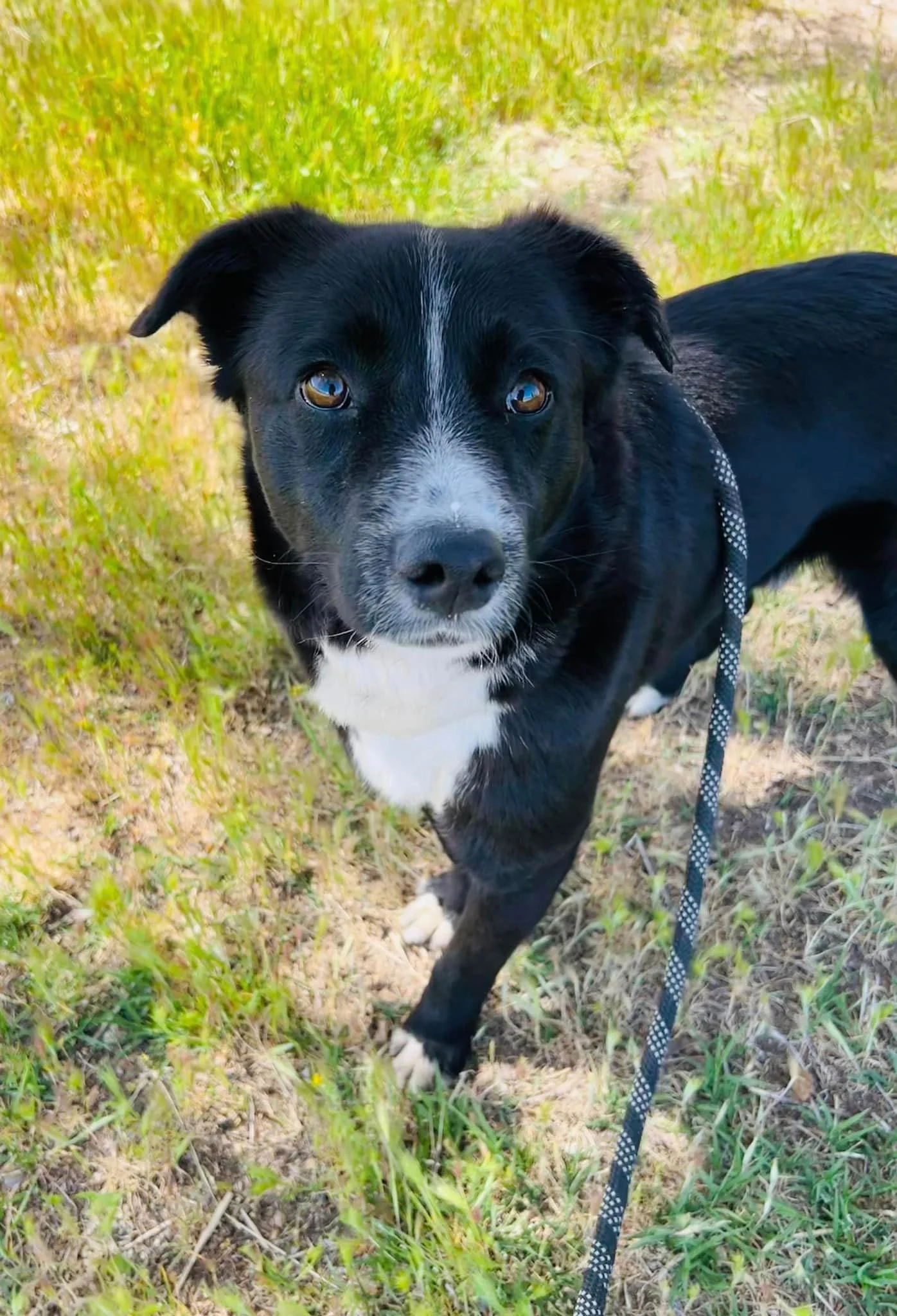 Eastern Sierra Dog Rescue