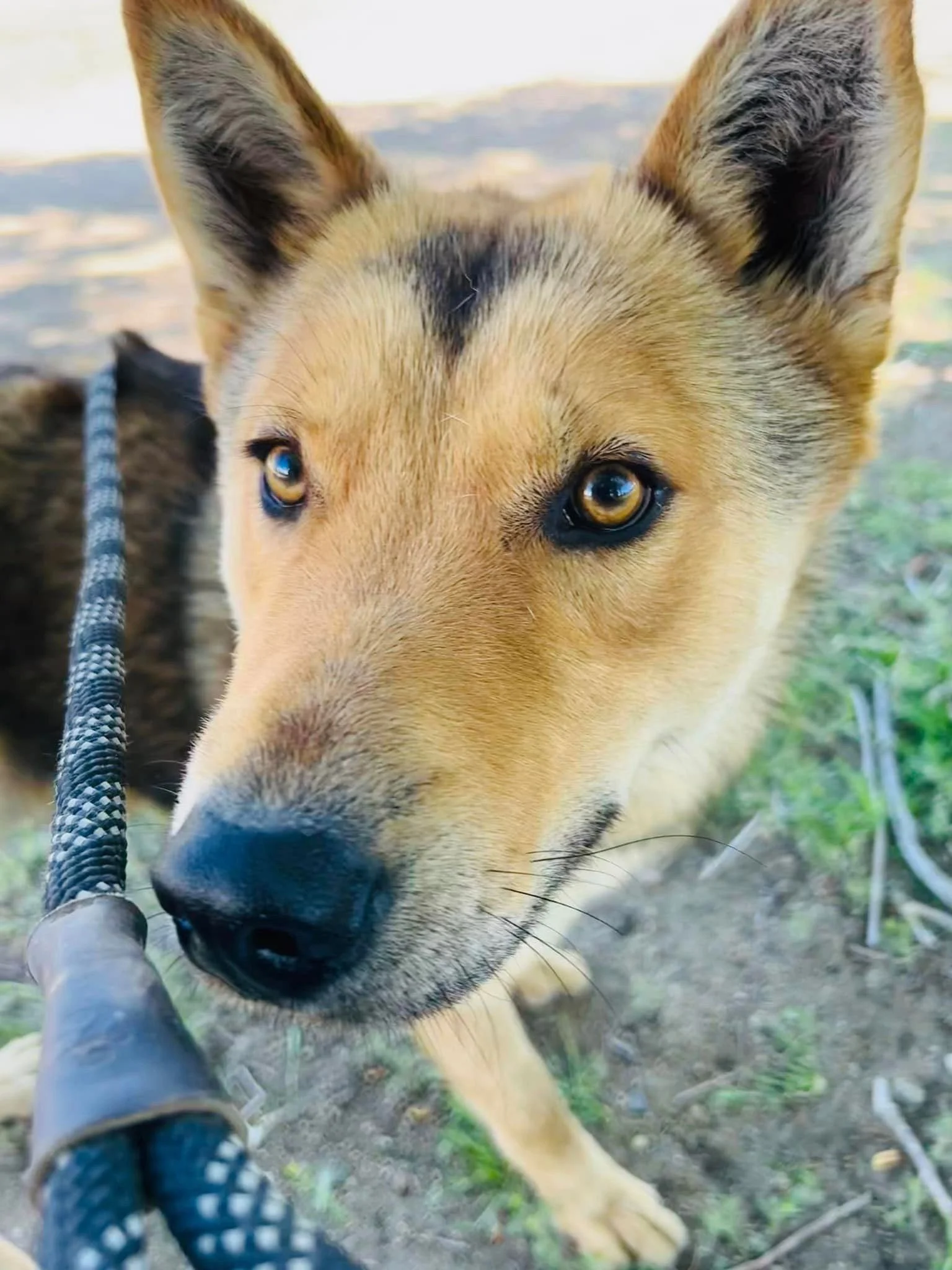 Eastern Sierra Dog Rescue