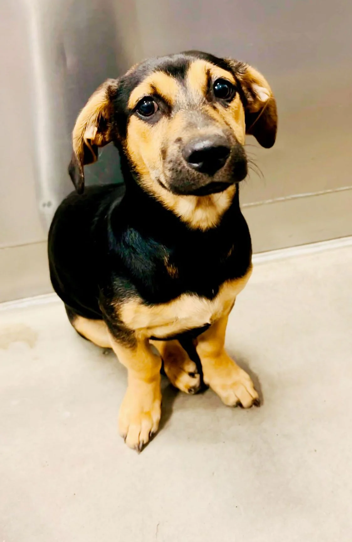 Eastern Sierra Dog Rescue