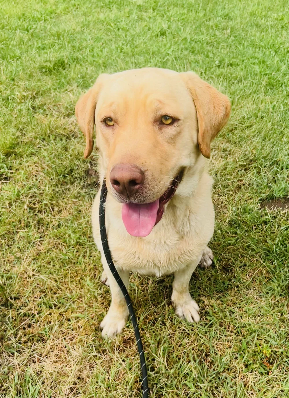 Eastern Sierra Dog Rescue