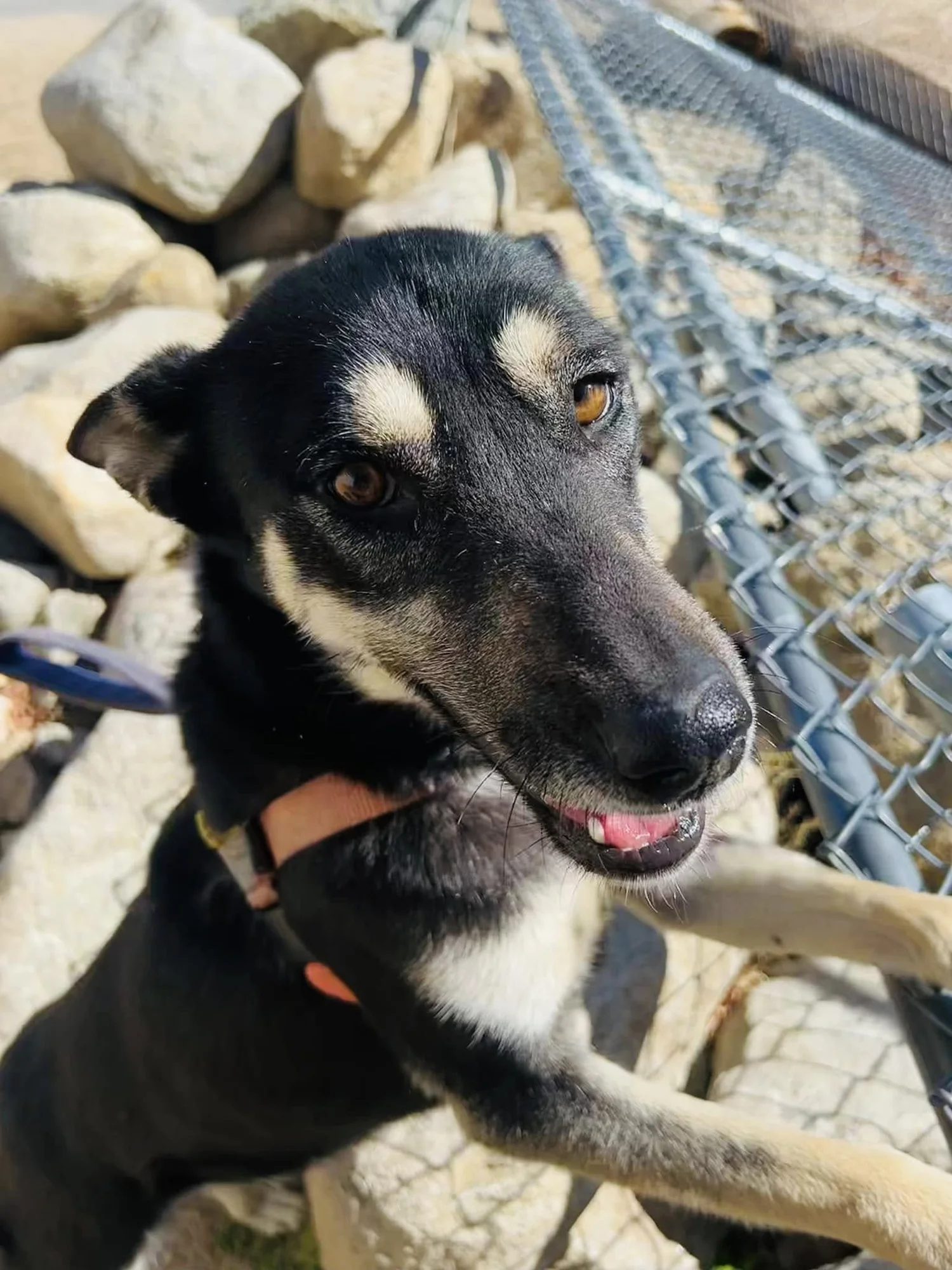 Eastern Sierra Dog Rescue