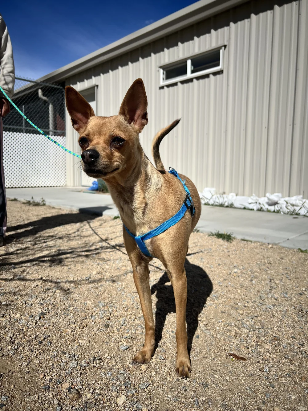 Eastern Sierra Dog Rescue