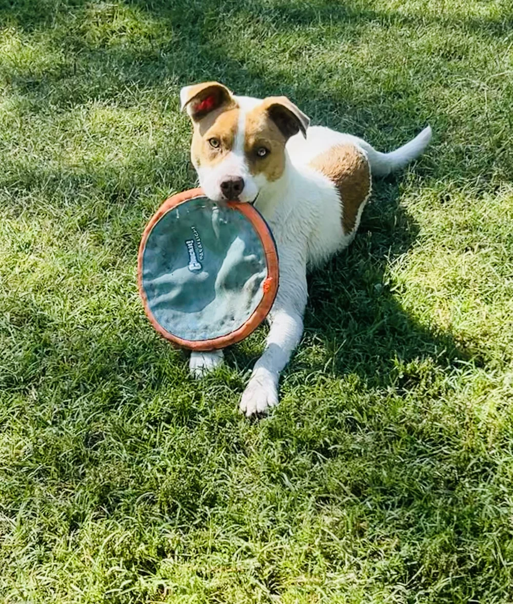 Eastern Sierra Dog Rescue