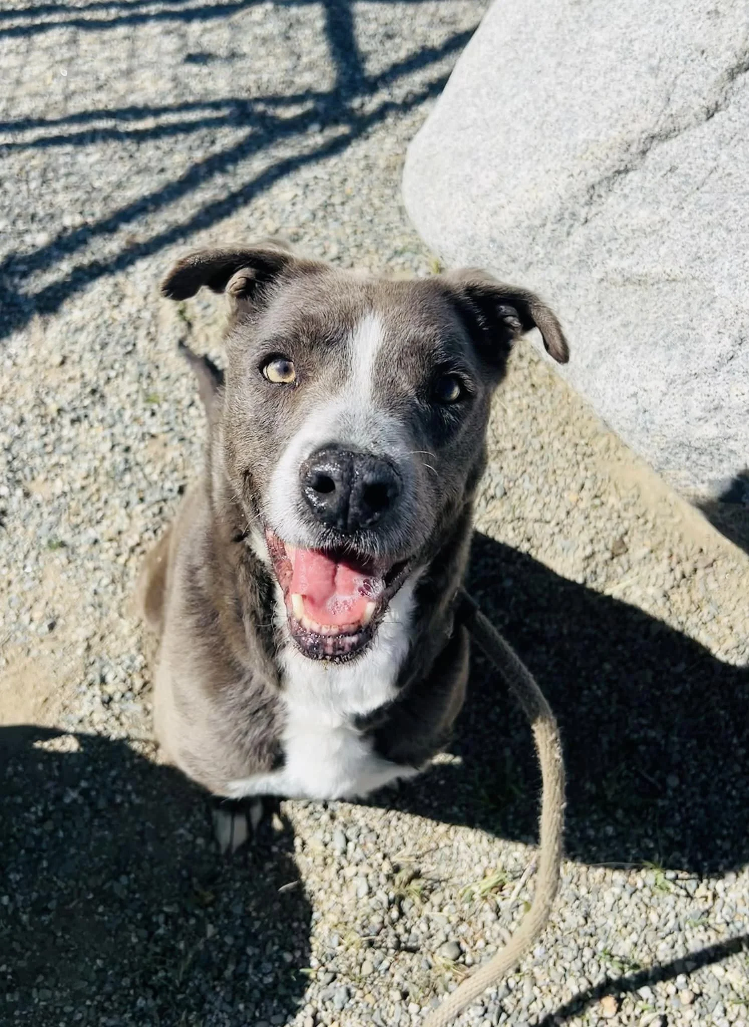 Eastern Sierra Dog Rescue