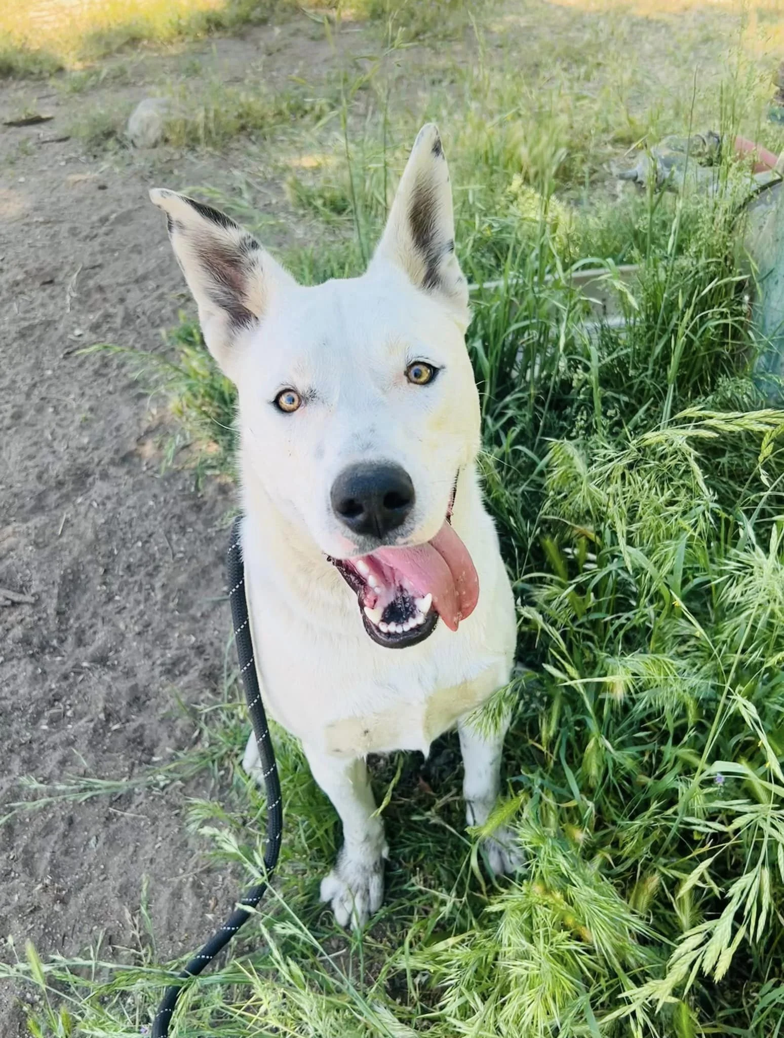 Eastern Sierra Dog Rescue