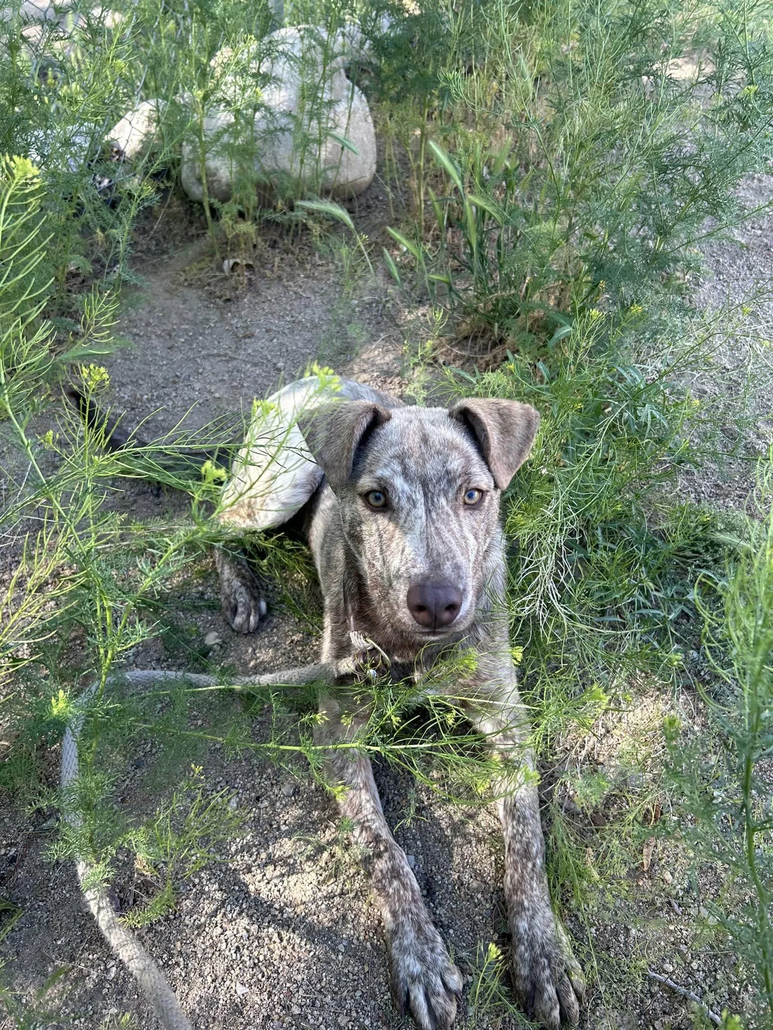 Eastern Sierra Dog Rescue