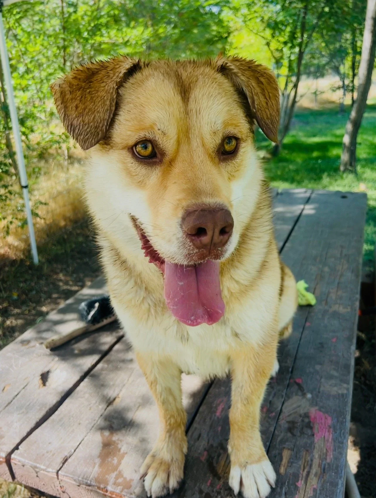 Eastern Sierra Dog Rescue