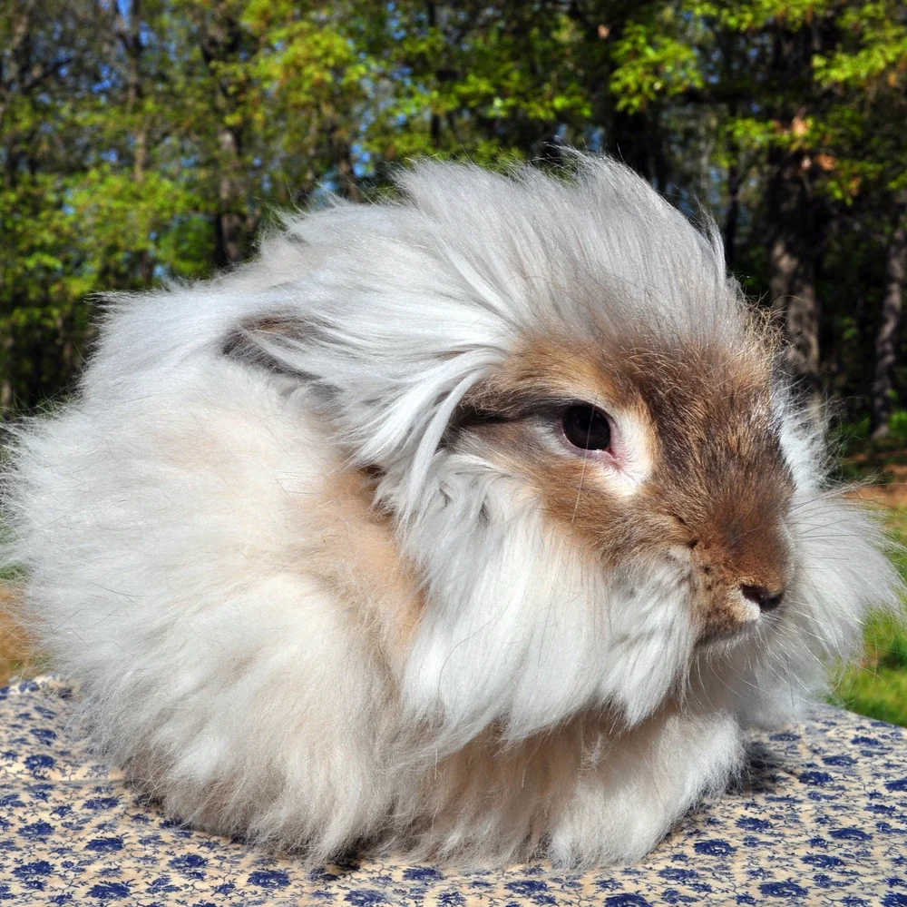 Stonefoot Farms | Opus: Premier Opal Agouti English Angora Buck with ...