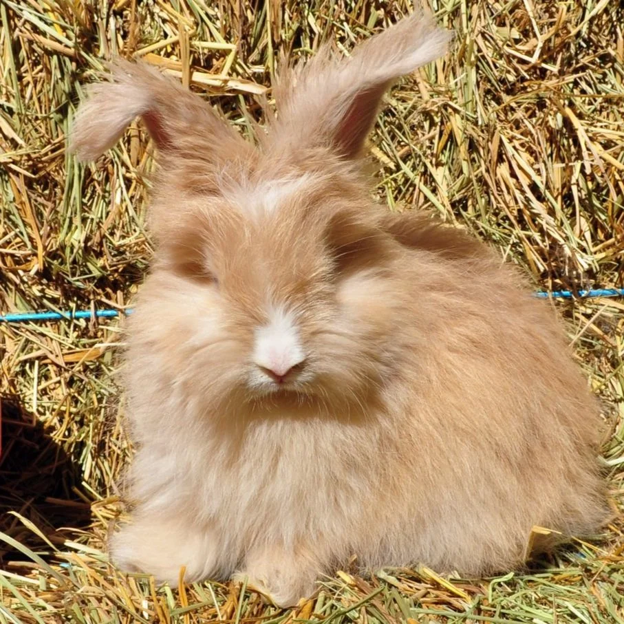 Macaroon & Honey Bun’s Litter: An Enchanting Blend of Harlequin & Blue ...