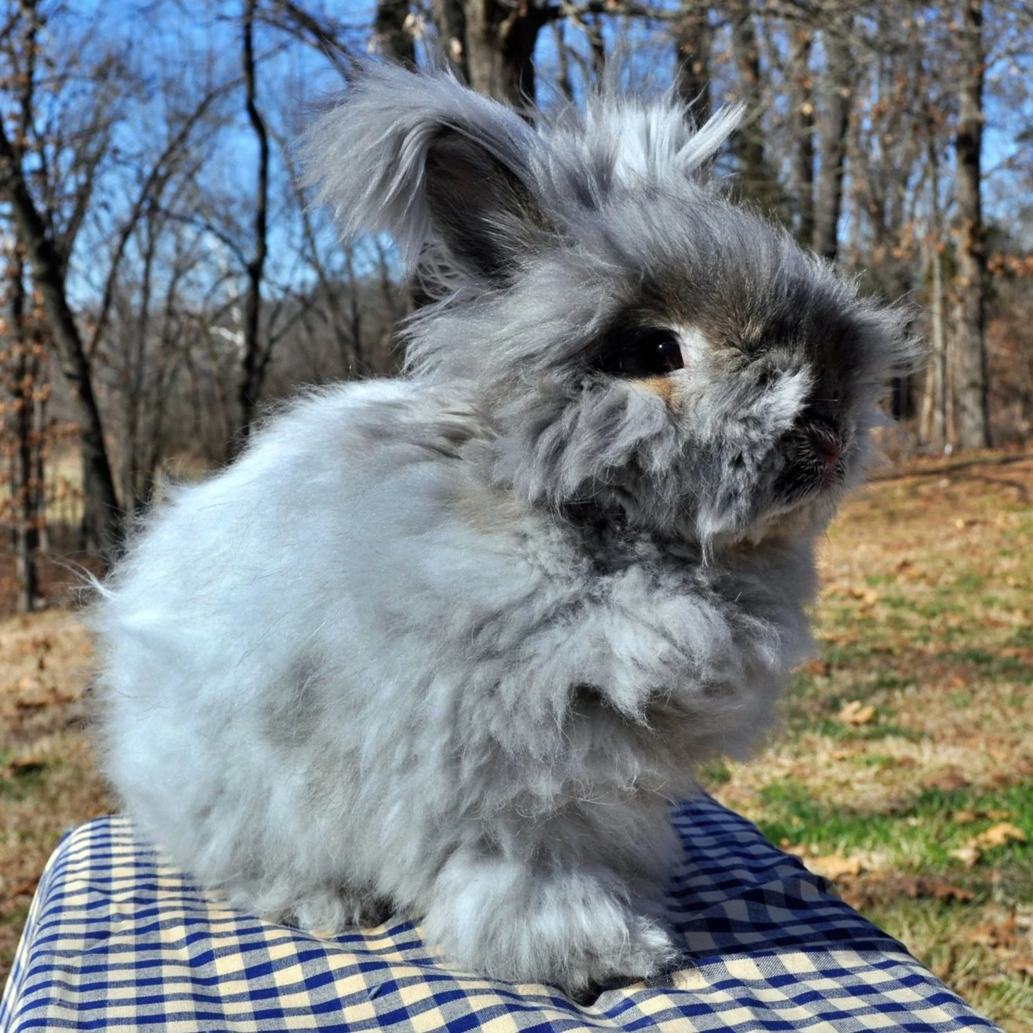 Stonefoot Farms | Freddy: Playful Chestnut Agouti English Angora Buck ...