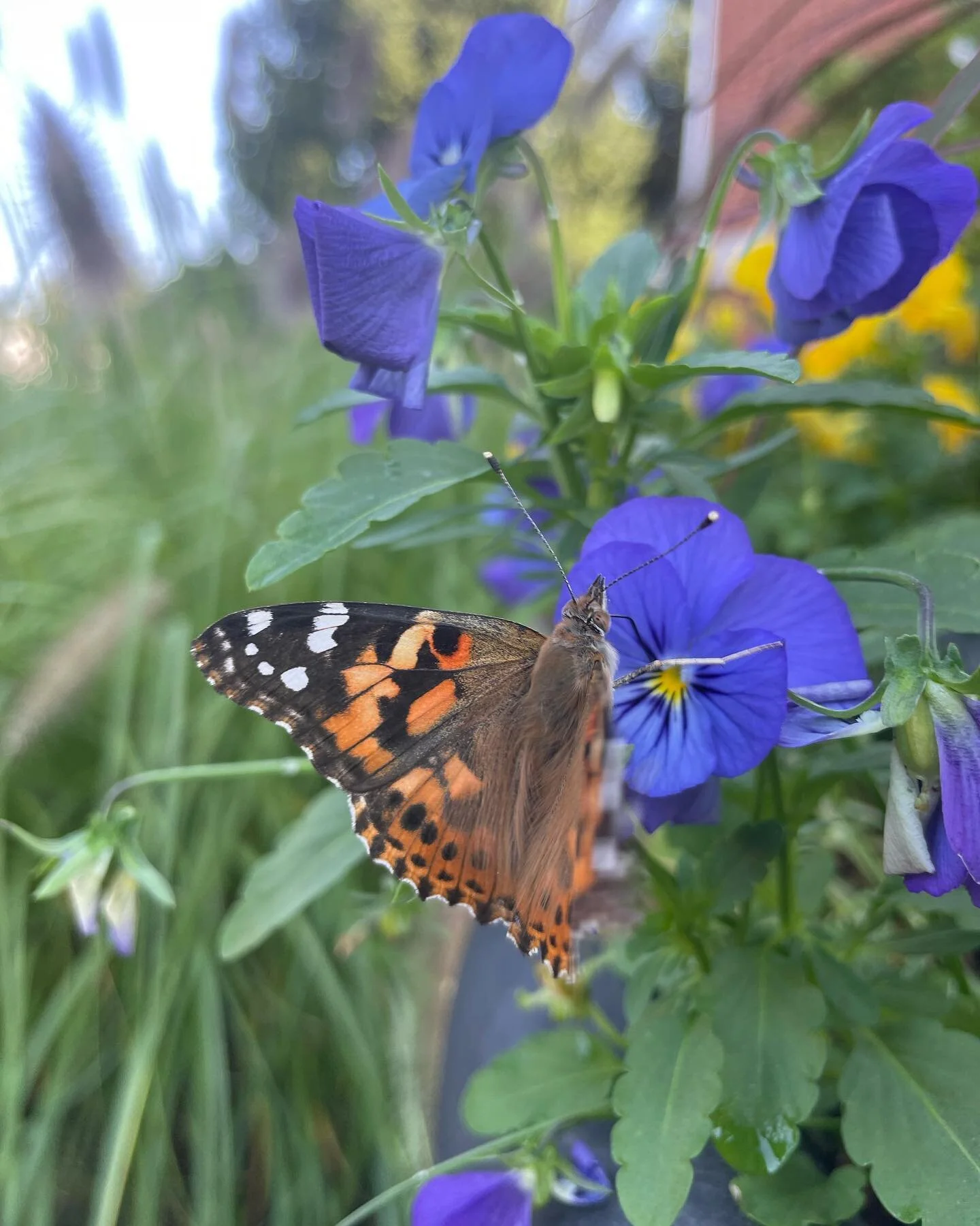 Honorcraft - The Fine Art of Recognition