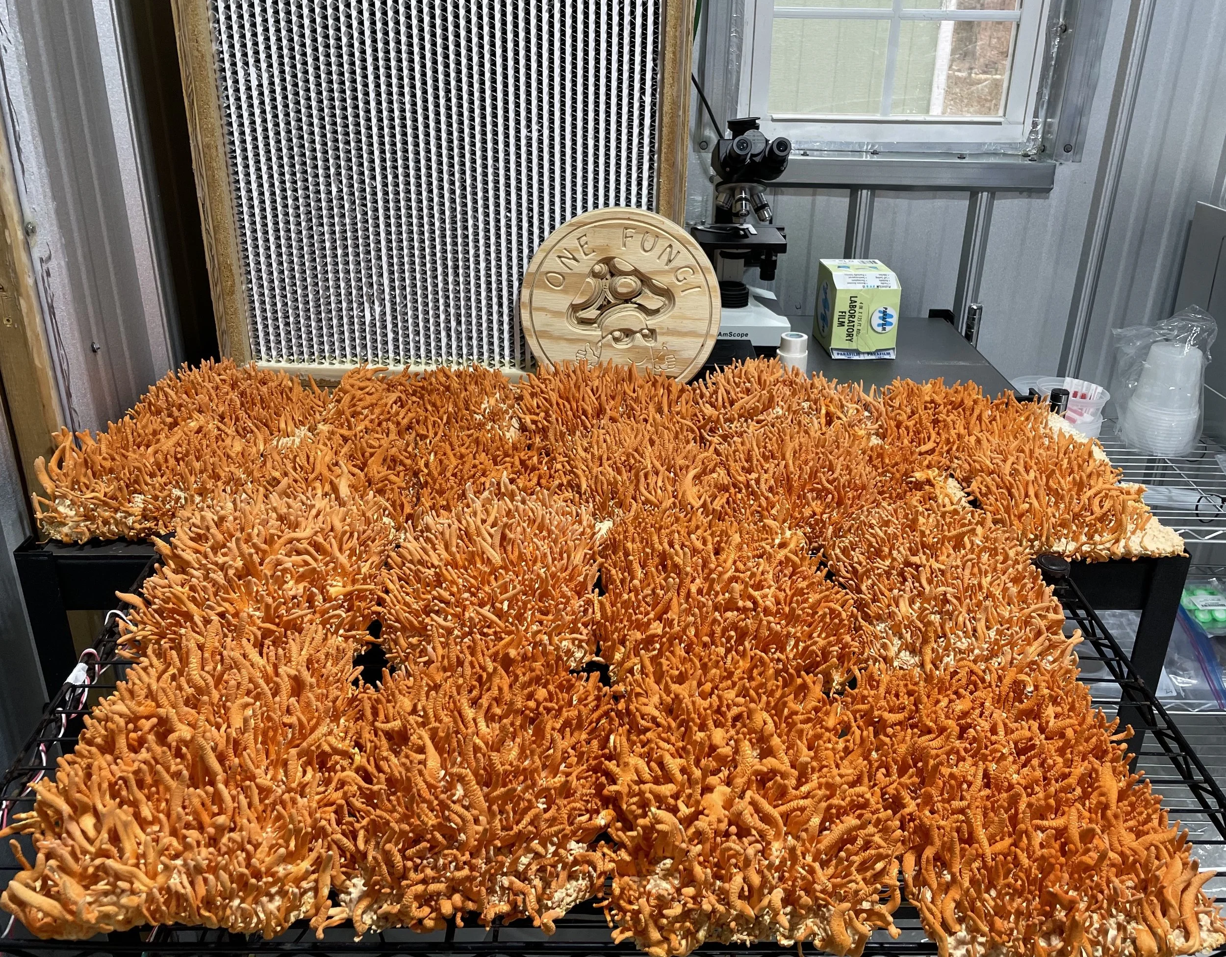 One Fungi Mushroom Farm