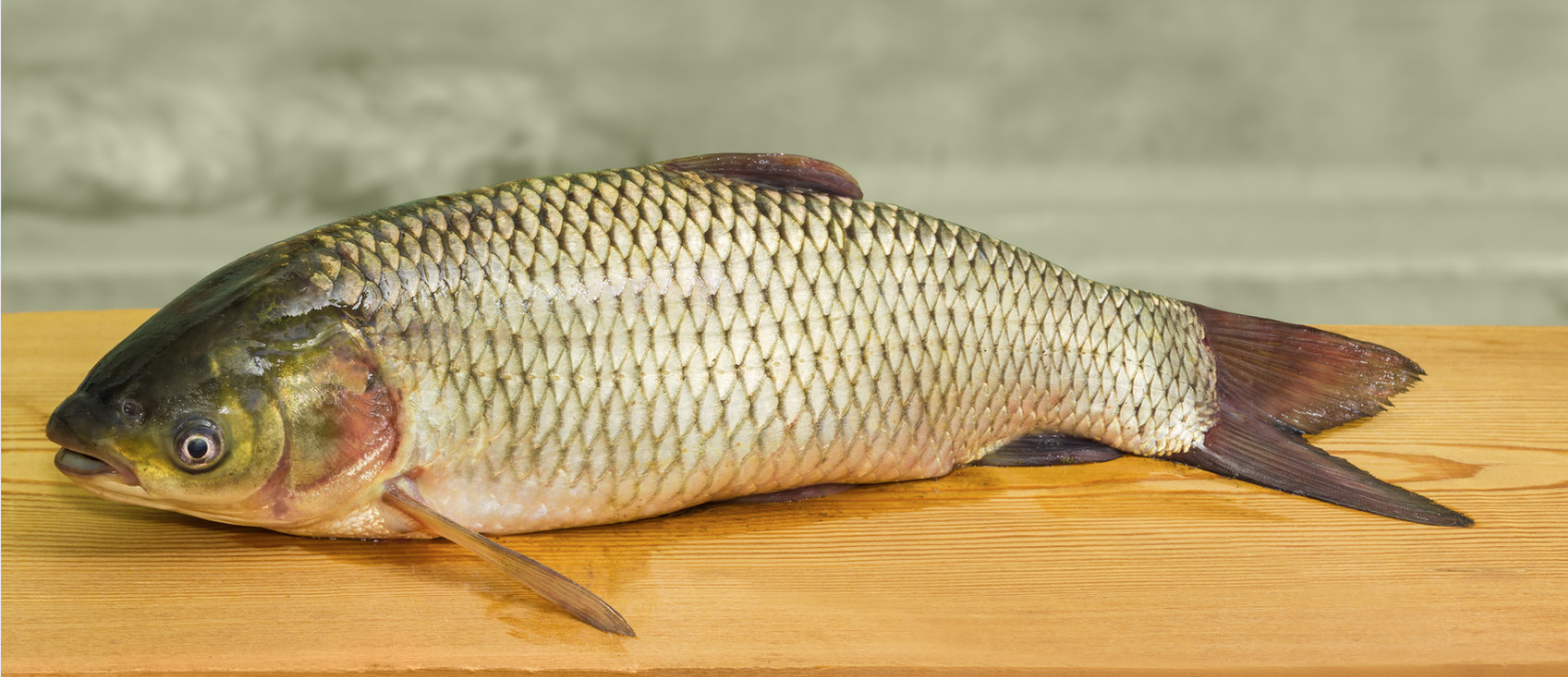 11 Frequently Asked Questions About Grass Carp — Fish TV