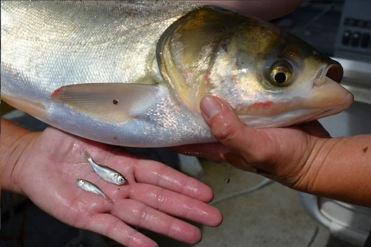 A Brief History of Asian Carps — Fish TV