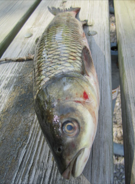 11 Frequently Asked Questions About Grass Carp — Fish TV