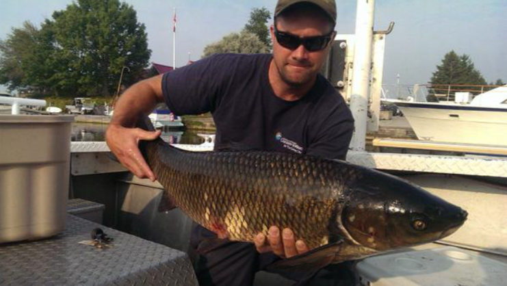11 Frequently Asked Questions About Grass Carp — Fish TV