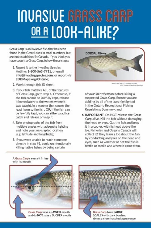 A Brief History of Asian Carps — Fish TV