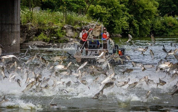 A Brief History of Asian Carps — Fish TV