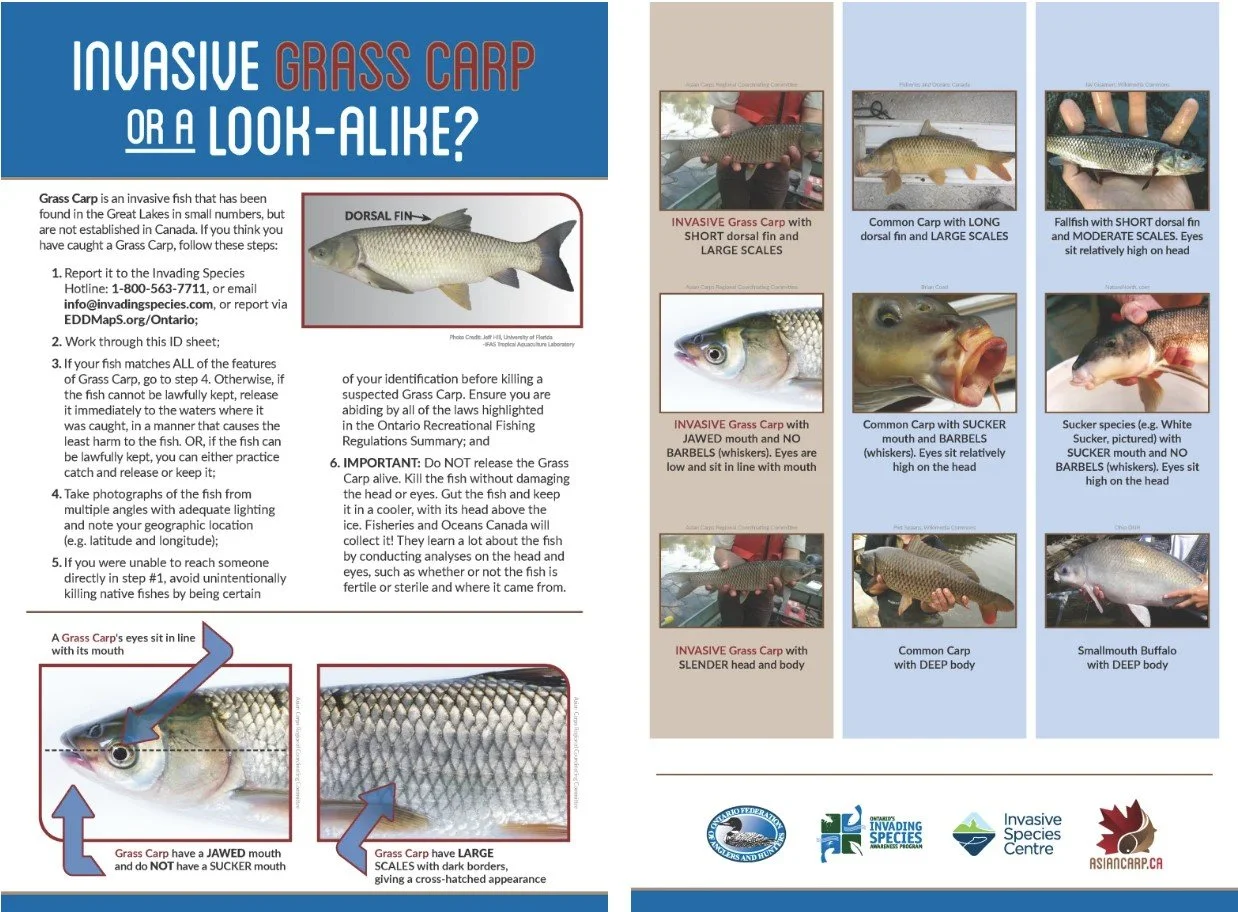 11 Frequently Asked Questions About Grass Carp — Fish TV