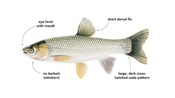 Understanding the Threat of Grass Carp: What You Should Know — Fish TV