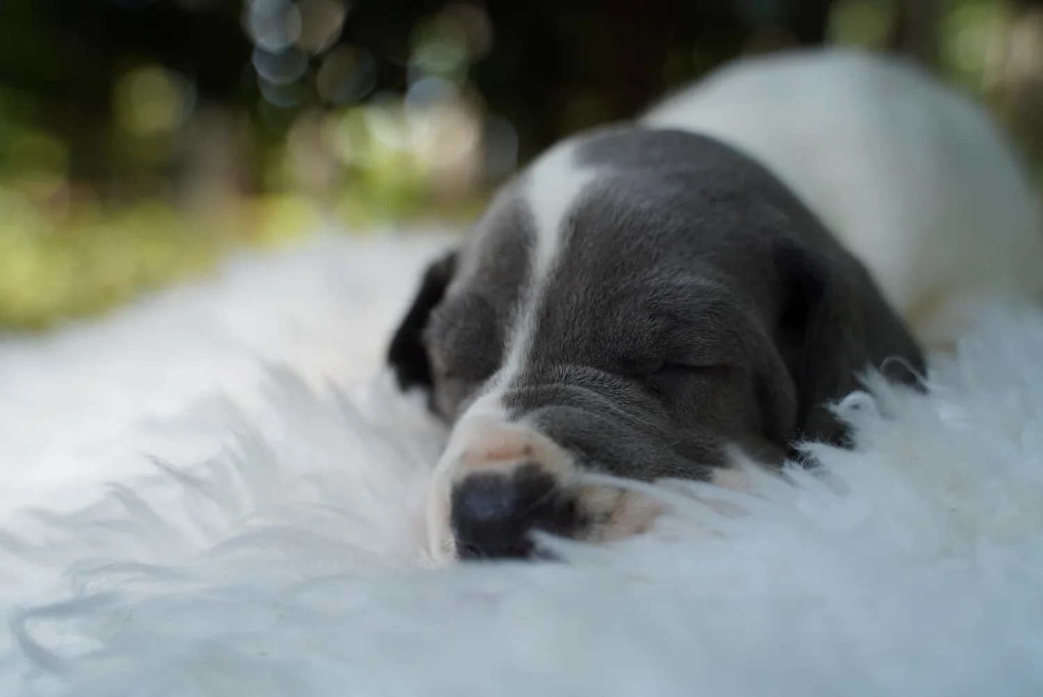 Past Litters — Allen Ridge Ranch