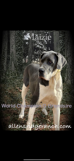 Current Litters — Allen Ridge Ranch
