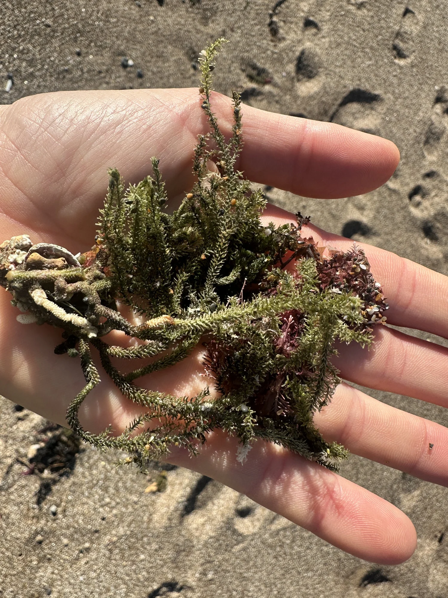 Five seaweeds that look like exotic caulerpa (but aren’t) — Clean Below ...