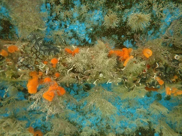 What is biofouling? — Clean Below? Good to go.