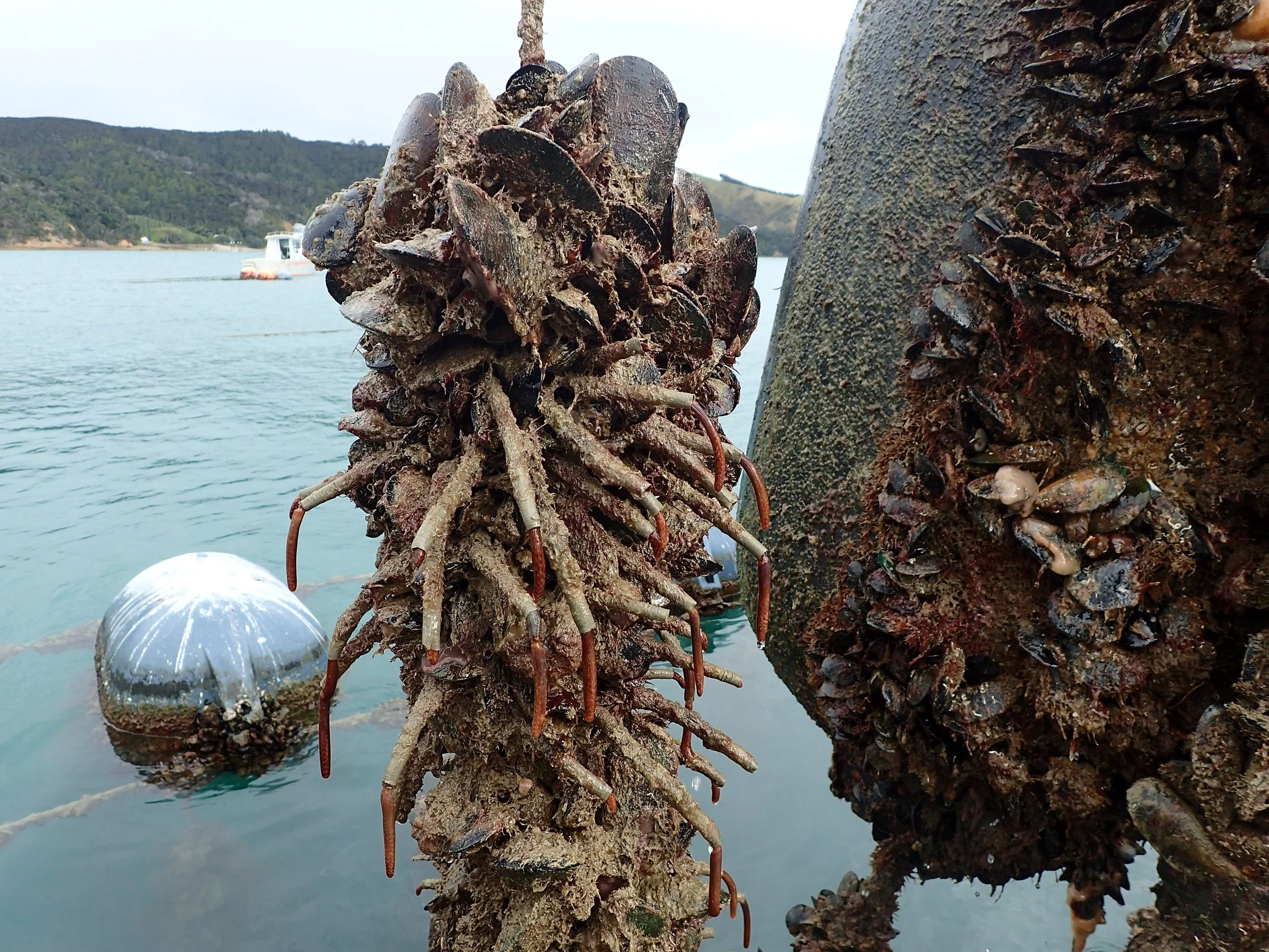 Marine pests explained — Clean Below? Good to go.