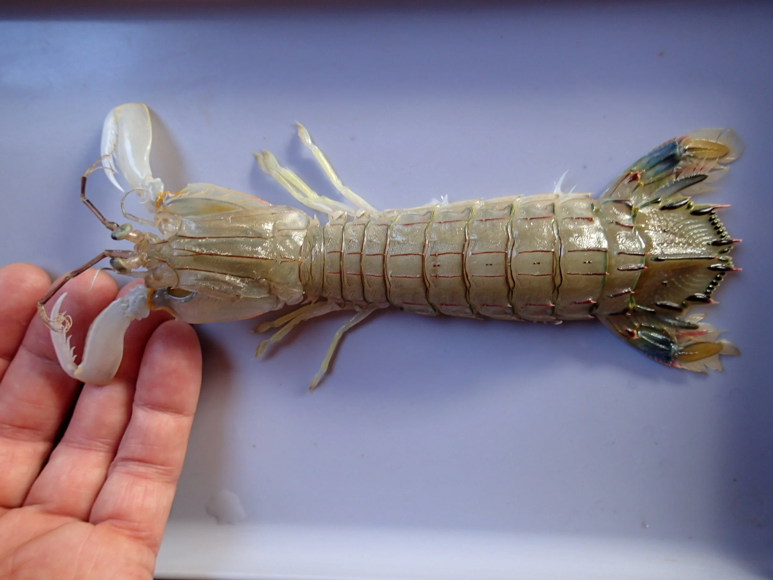 Japanese Mantis Shrimp — Clean Below? Good to go.