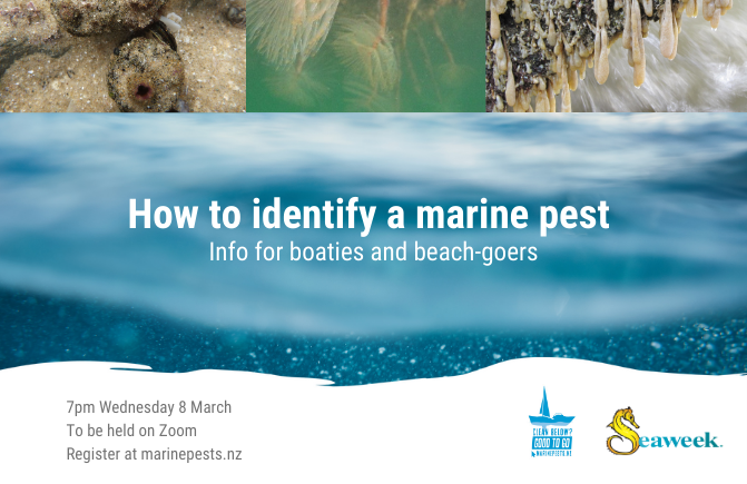 New webinar: how to identify a marine pest — Clean Below? Good to go.