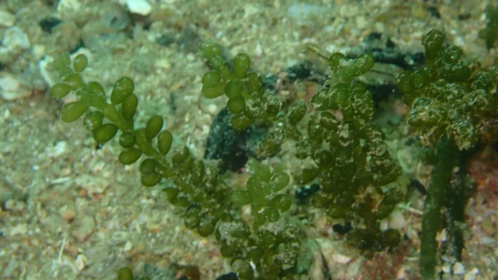 Five seaweeds that look like exotic caulerpa (but aren’t) — Clean Below ...