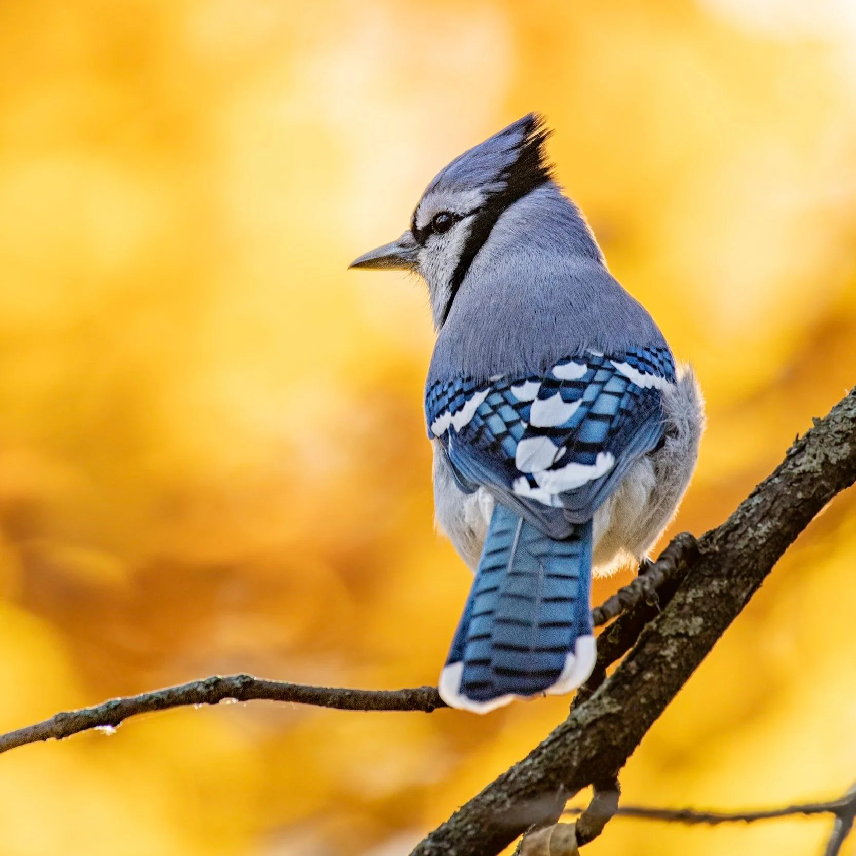 Our Science — The Birds & The Trees
