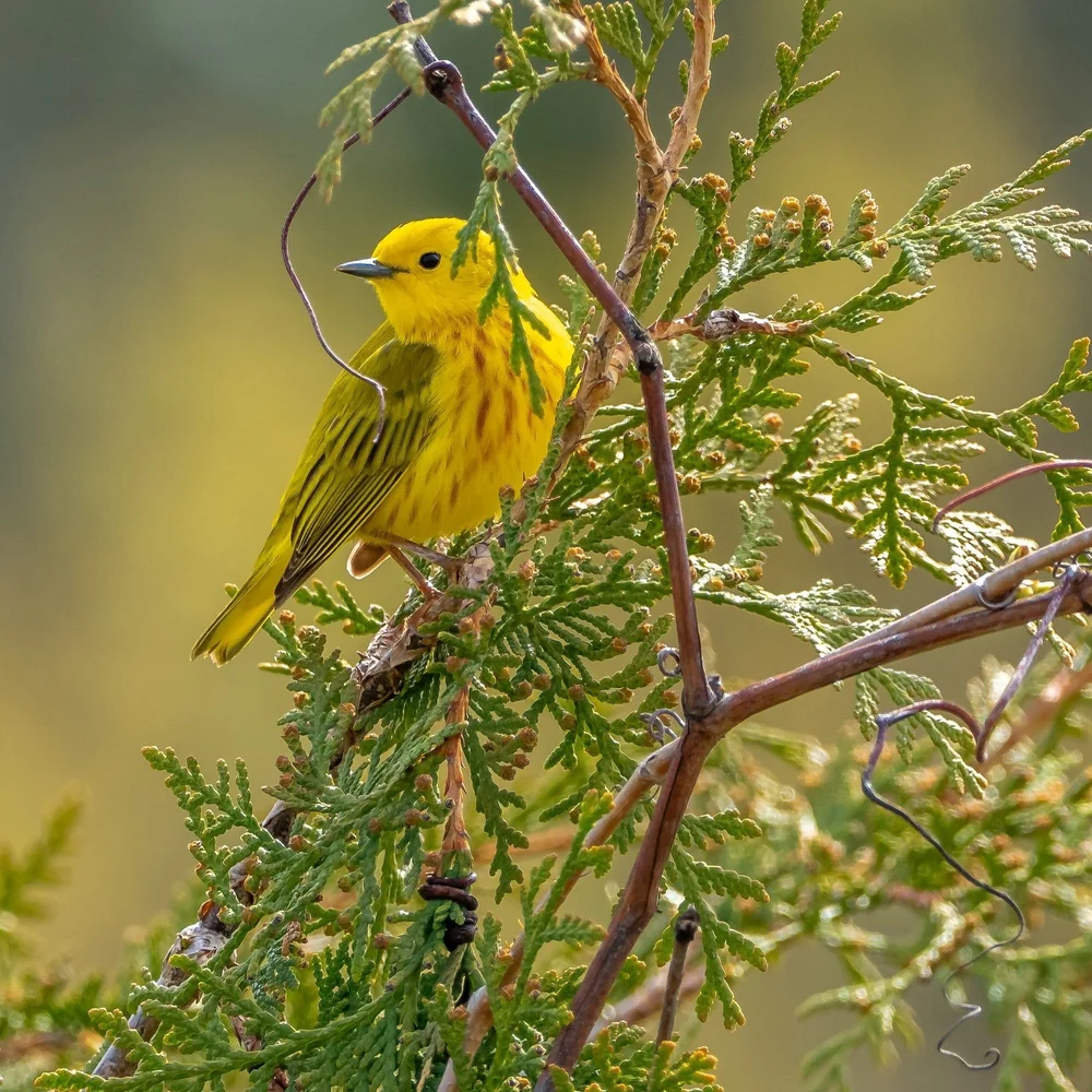 The Birds & The Trees