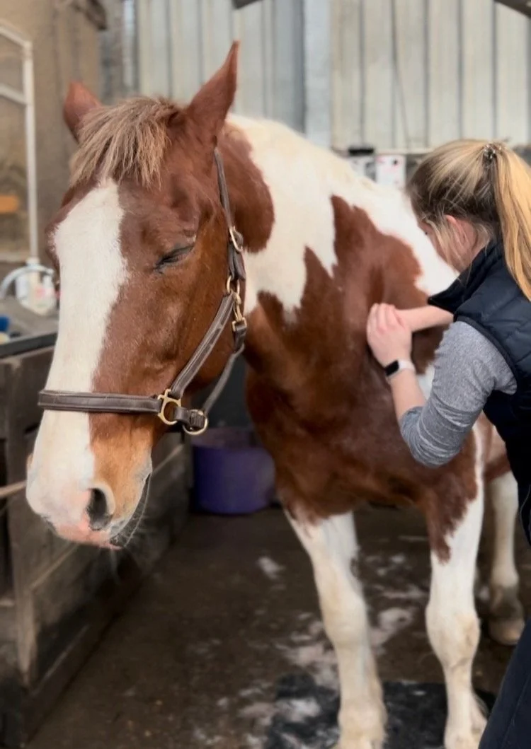 Equine Physiotherapy — Ellie Robinson Veterinary Physiotherapy