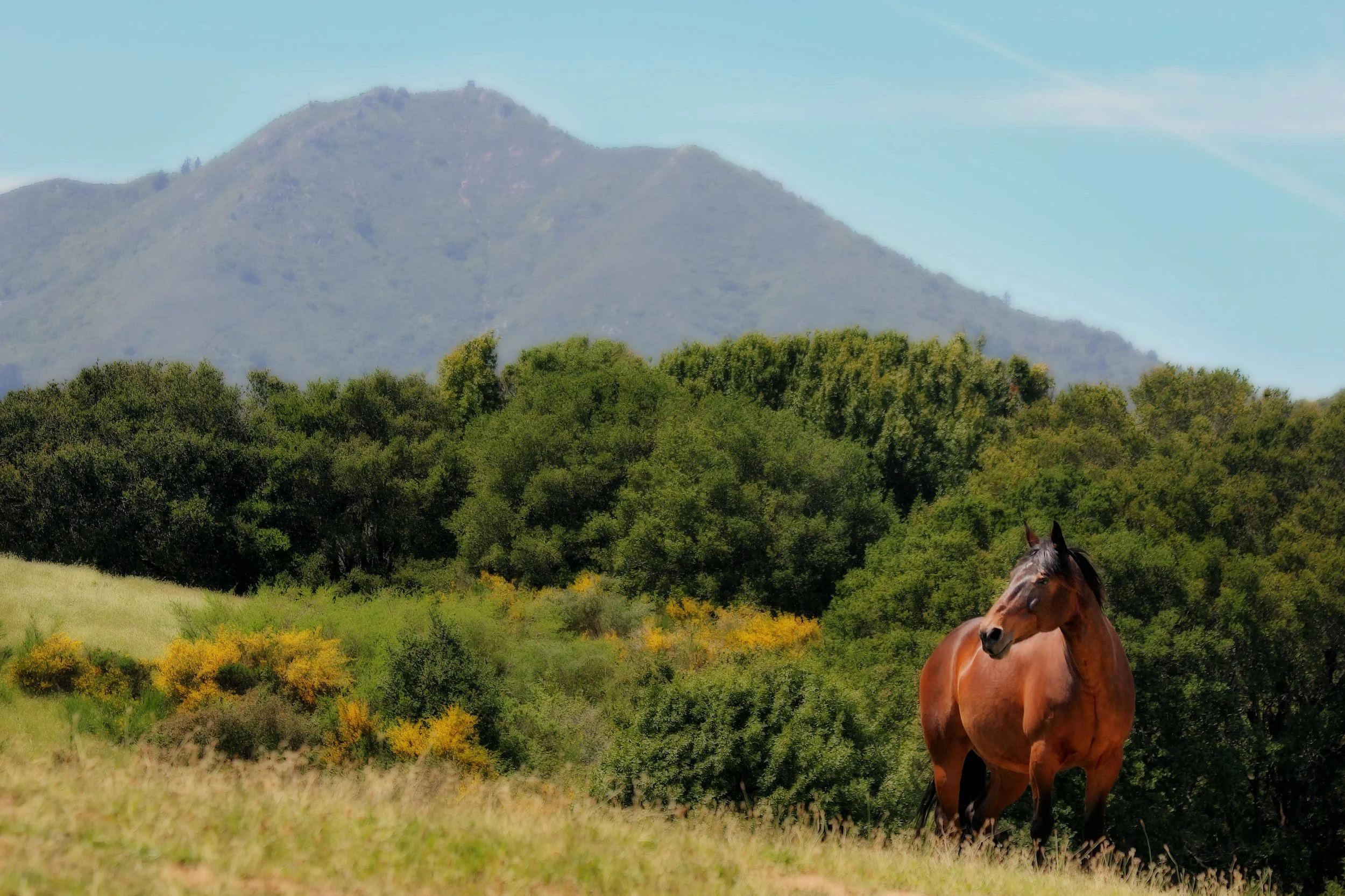 Horse Hill | Discover Horse Hill — Visit Today