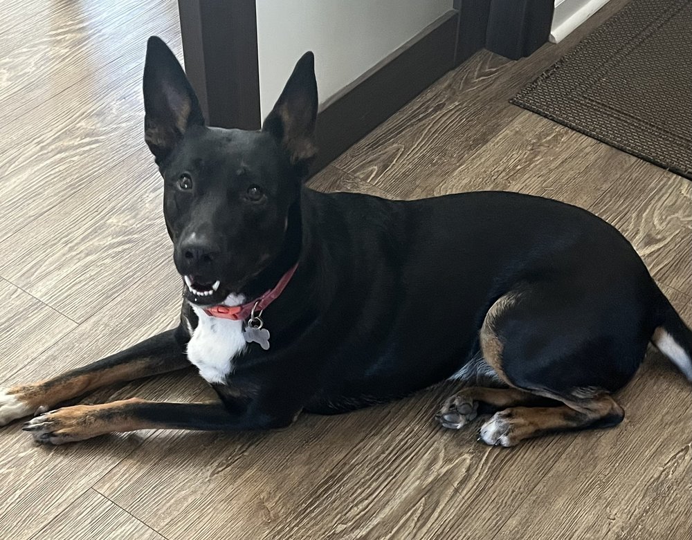 About — RAM Fencing