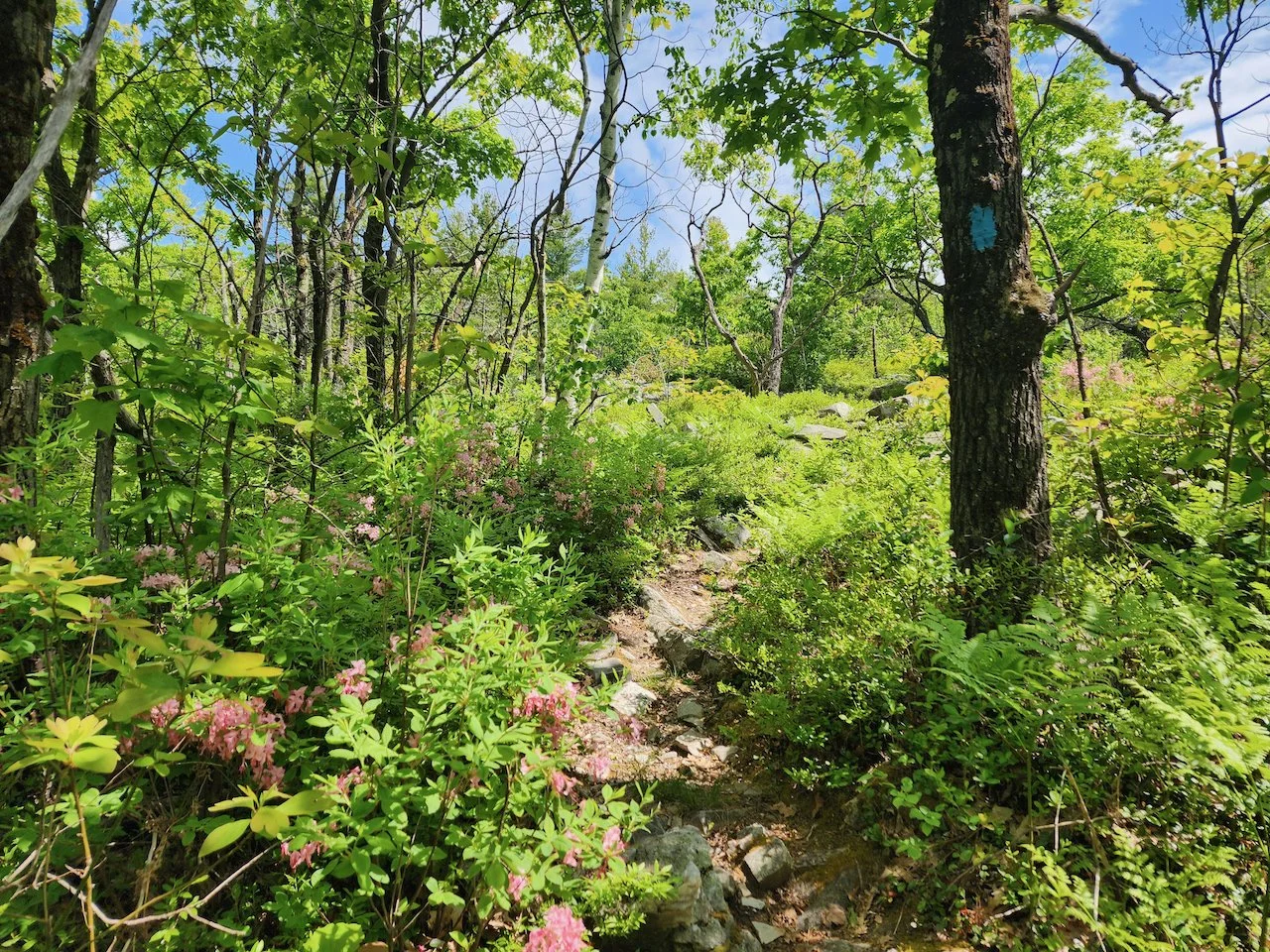 Pine Cobble and Scrub Hill (Berkshires hiking) — Solo Female Wanderer