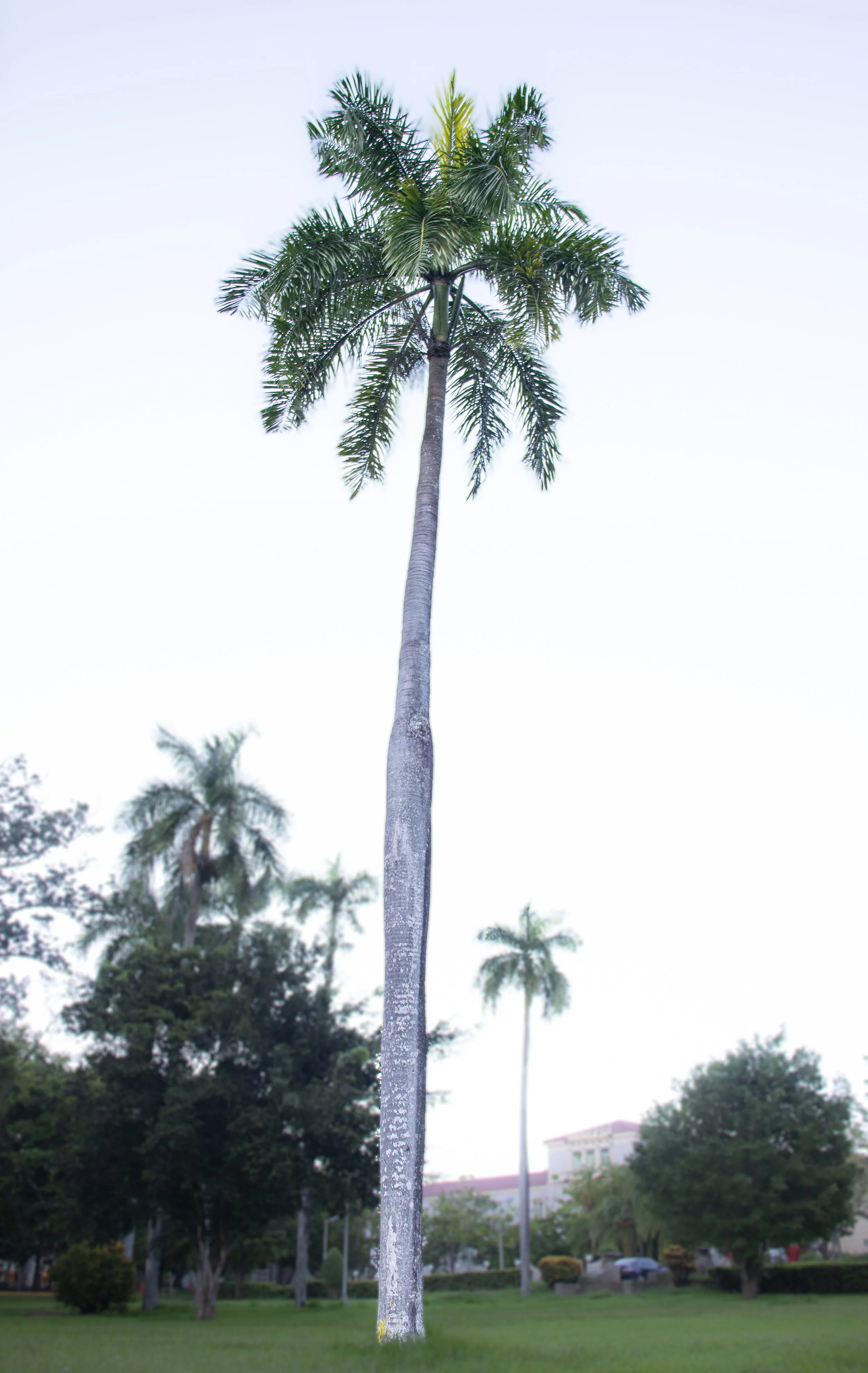 Palma Real de Puerto Rico — Ecología Urbana