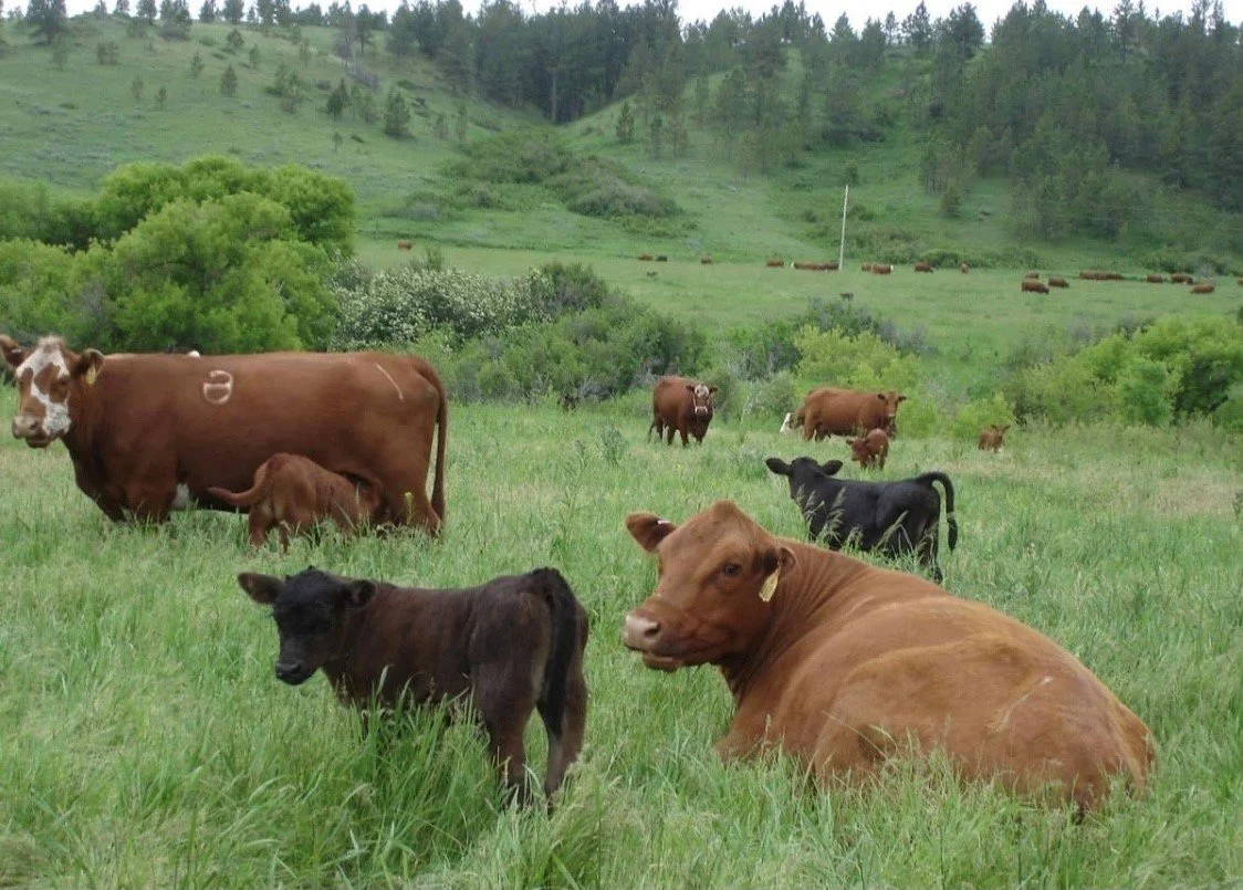 Farm & Livestock — Clark Conservation District