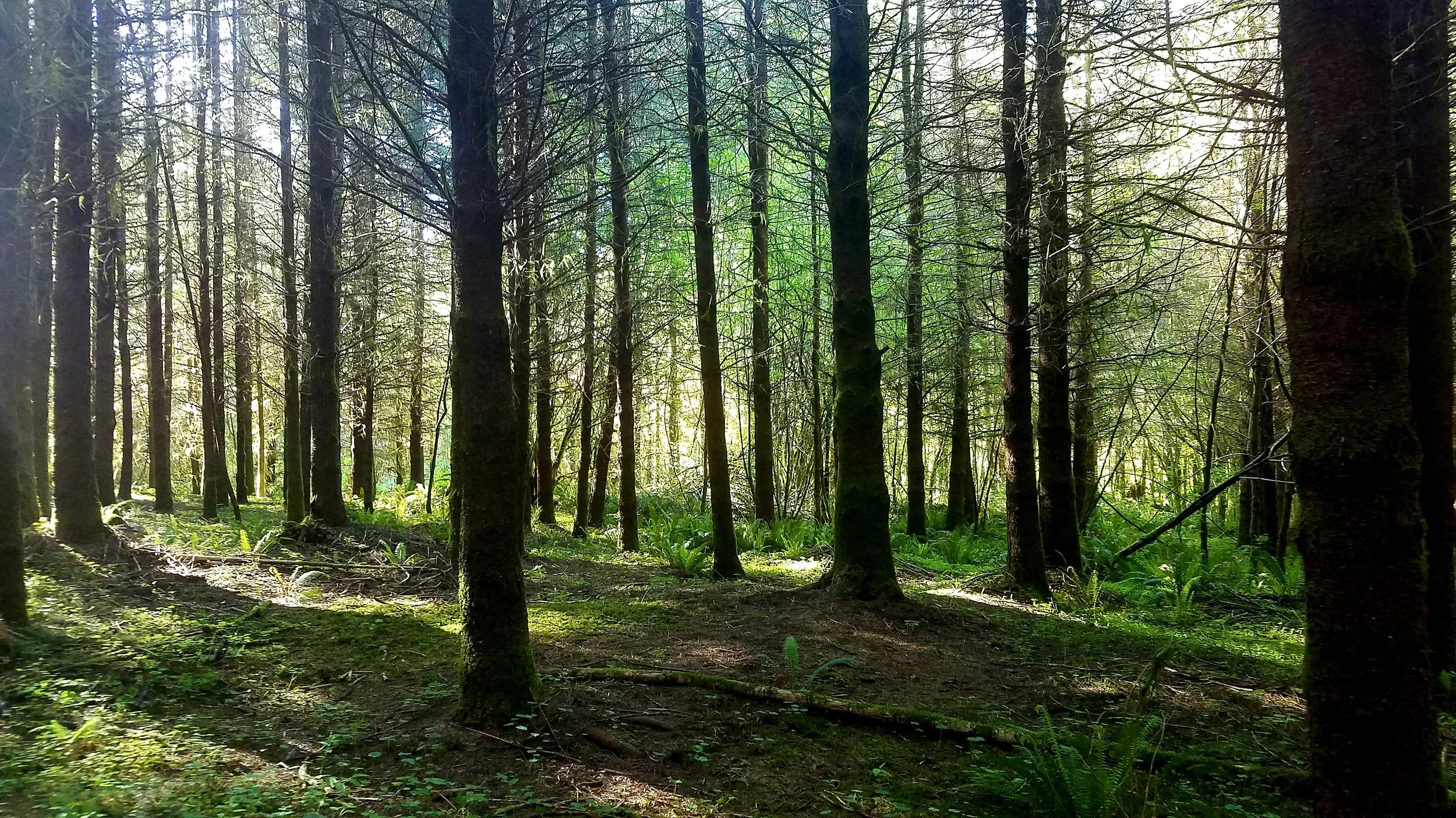 Forestry — Clark Conservation District