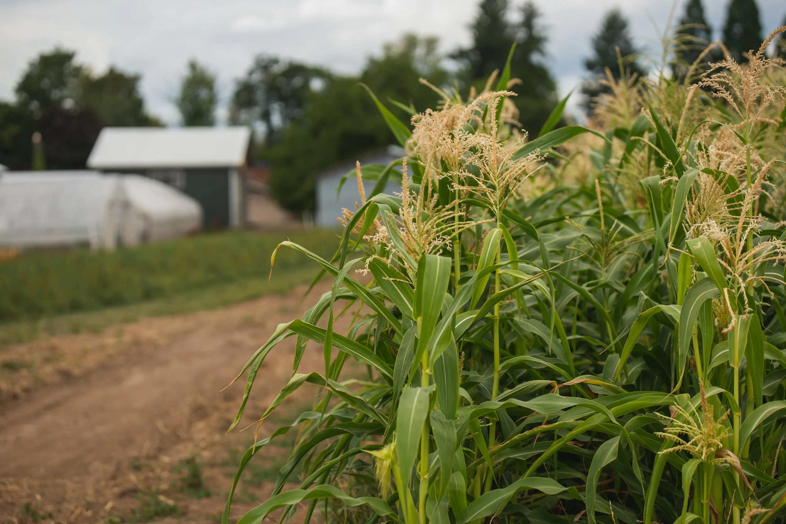 Native Plant Sale — Clark Conservation District