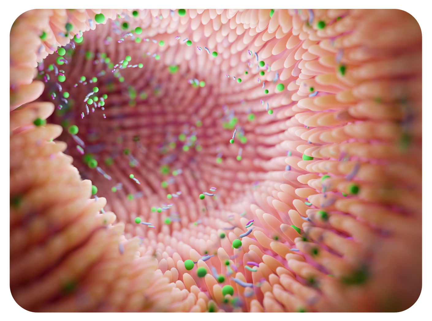 What does Gut Health mean and why should you care — Vivalissimo