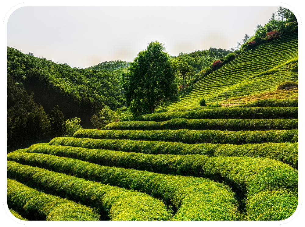 Matcha: a supercharged green tea — Vivalissimo