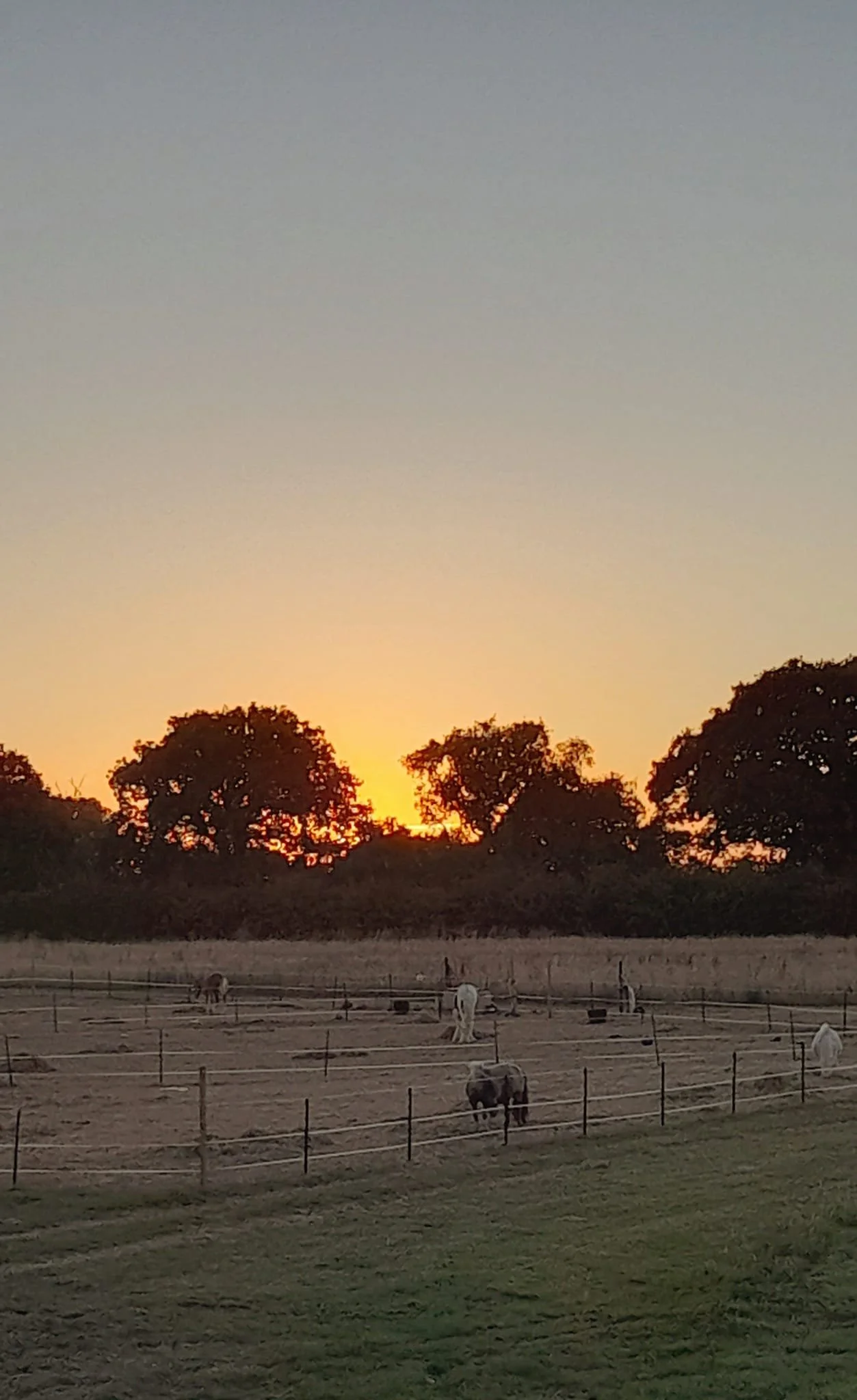 Sandys farm