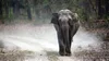 Asian Elephant Migration Patterns — The Call to Conserve