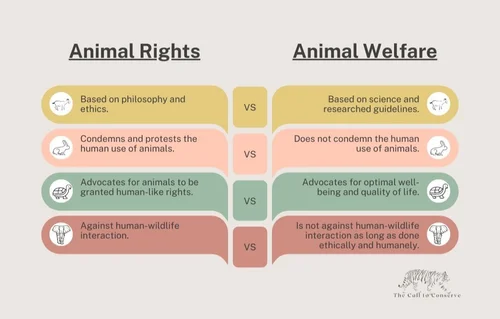 What's the Difference Between Animal Rights and Animal Welfare? — The ...