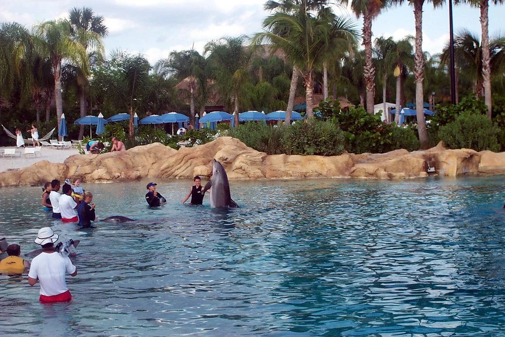 15 Examples of Unethical Wildlife Tourism [Travel Tips] — The Call to ...