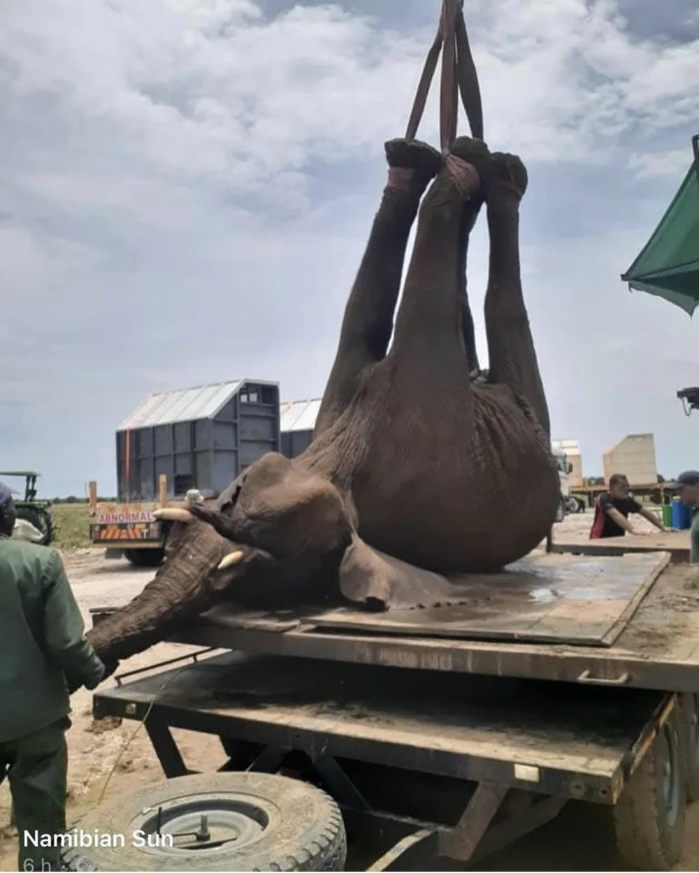 Namibia's Controversial Sale of Elephants — The Call to Conserve