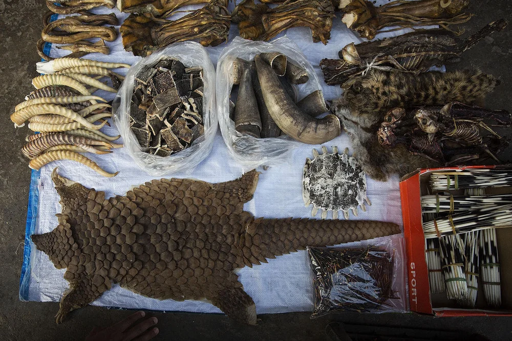 The Fatal Impacts of the Illegal Wildlife Trade — The Call to Conserve